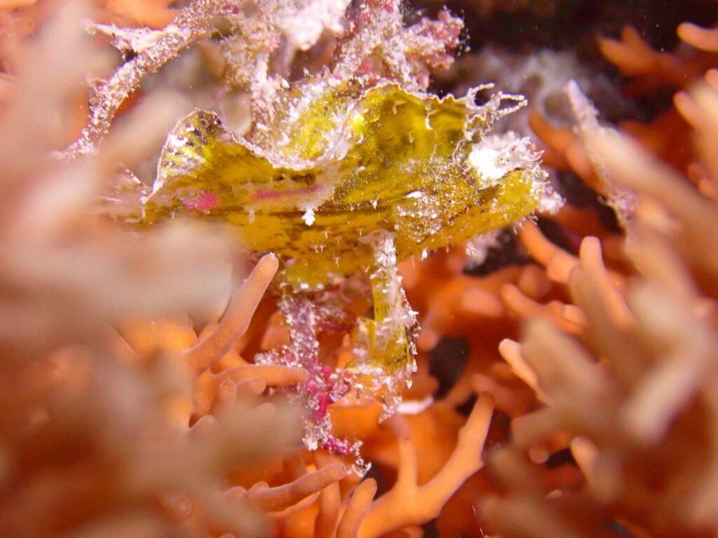 2023年八重干瀬ツアー終了いたしました。 | ダイビングサービス碧海